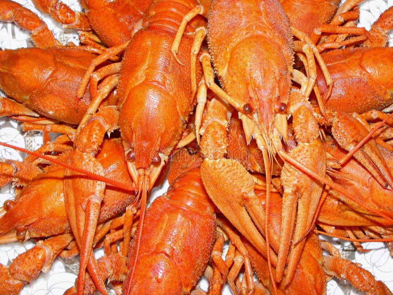 Krebse, Hummer gekocht stockfoto. Bild von thema, hummer - 56795552