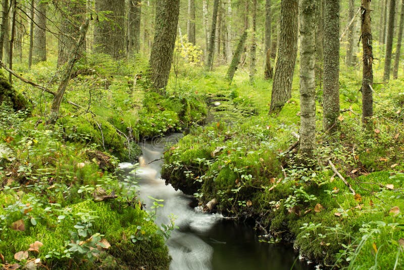 Kreek in Het De Herfst Groene Bos Stock Foto - Image of vers, schoon ...