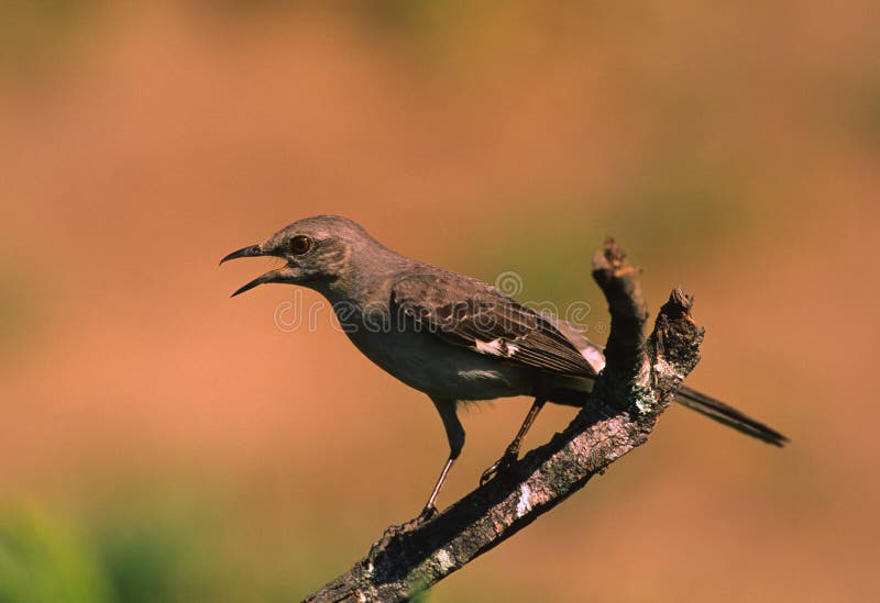 Kreischende Spottdrossel stockfoto. Bild von geflügel - 17220952