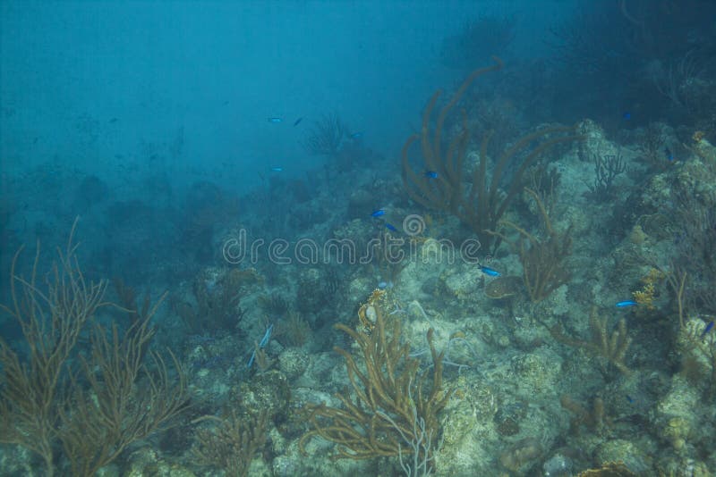 Kreolischer Wrasse im Riff stockbild. Bild von leben - 40284465