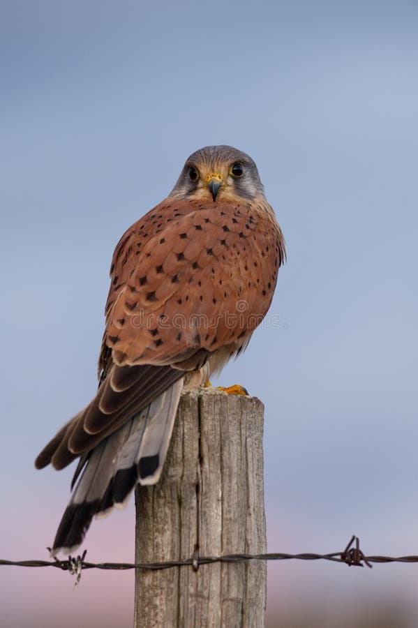 Krestel arkivfoto. Bild av jakt, sikt, angus, vertikalt - 26467300