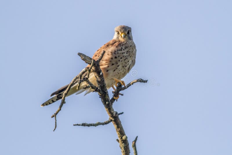 Krestel Comune (tinnunculus Di Falco) Fotografia Stock - Immagine di ...