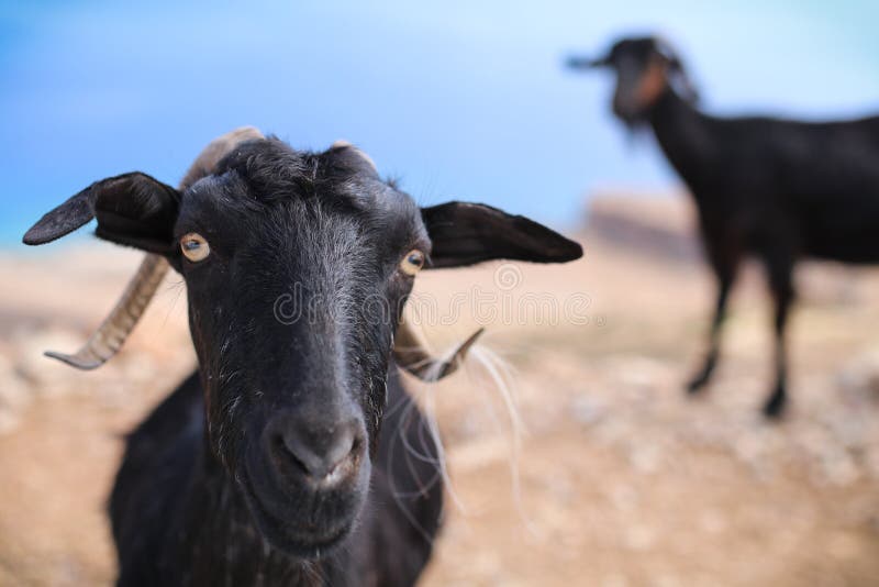 Kri-kri stock photo. Image of crete, greece, nature, cretan - 95765282
