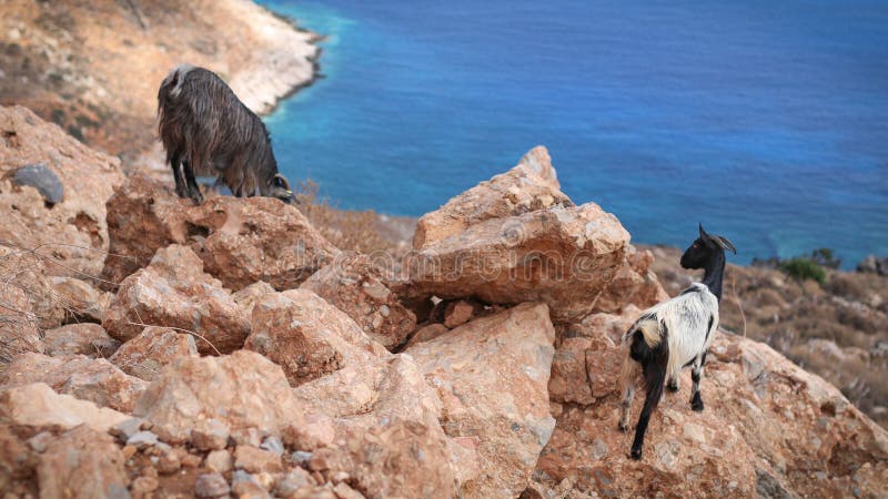 Kri Kri Goat Crete Greece Stock Images - Download 80 Royalty Free Photos