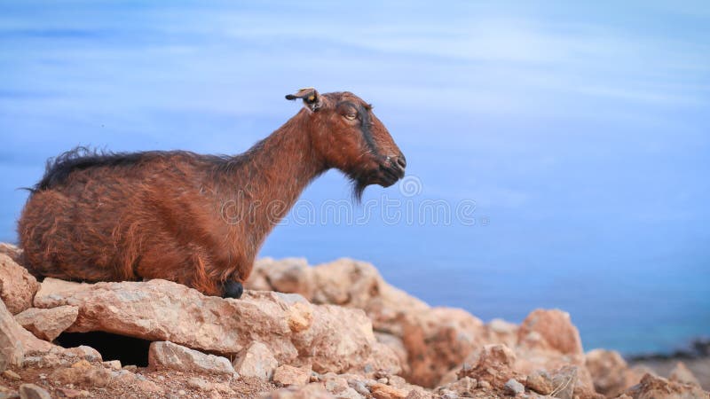Kri-kri stock image. Image of locals, cretan, goat, hill - 95765847