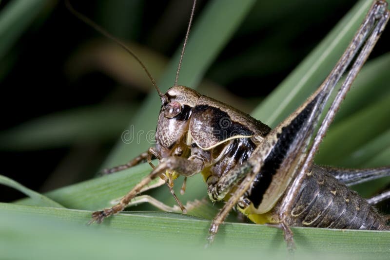 Kricket stockbild. Bild von fliege, chitin, lied, gras - 1256773