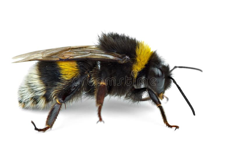 Kriechende Hummel stockbild. Bild von haarig, charters - 11831919