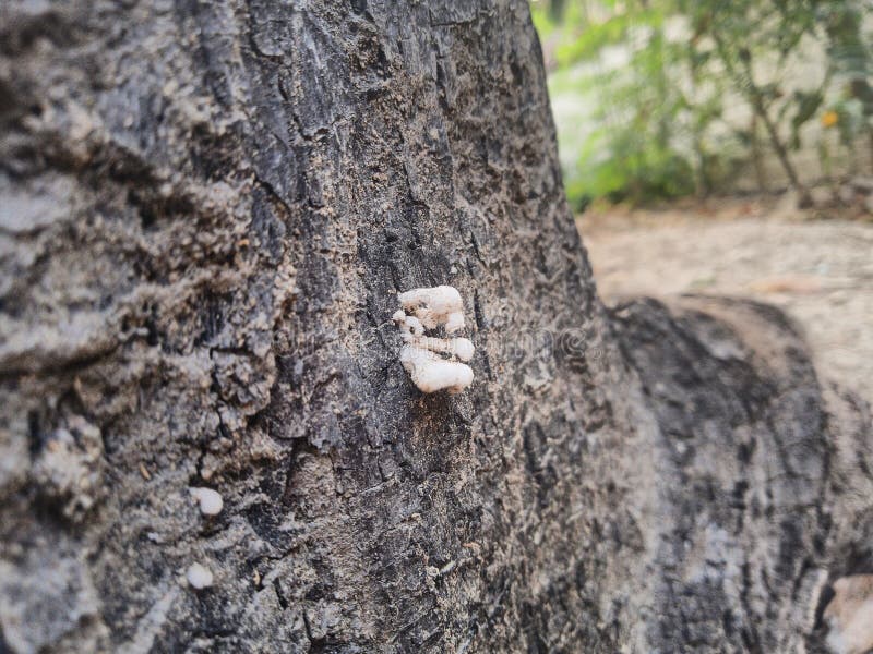 Krikit & X28;Java& X29; Mushrooms that Grow at the Base of Burning ...