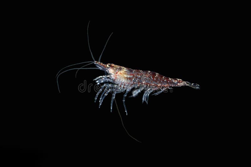 Krill Crevette Rouge Crevette Rouge Photo stock - Image du aquatique ...