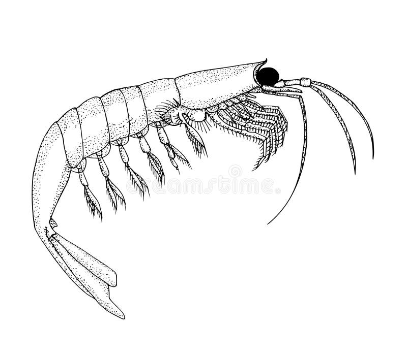 Hand Drawn Krill Stock Illustrations – 110 Hand Drawn Krill Stock ...