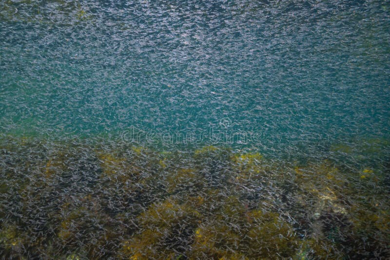 Antarctic Krill Swarm