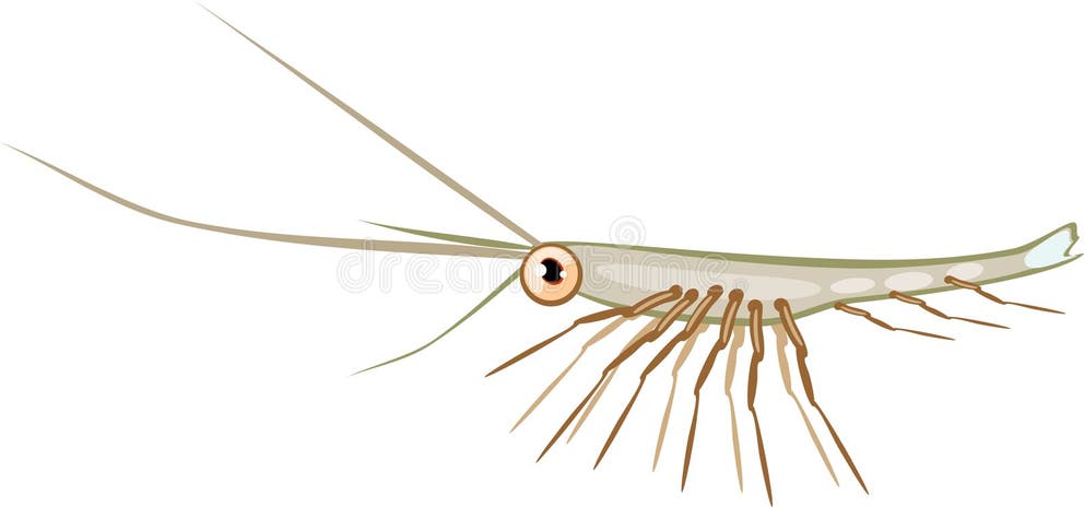 Krill Stock Illustrations – 1,231 Krill Stock Illustrations, Vectors ...