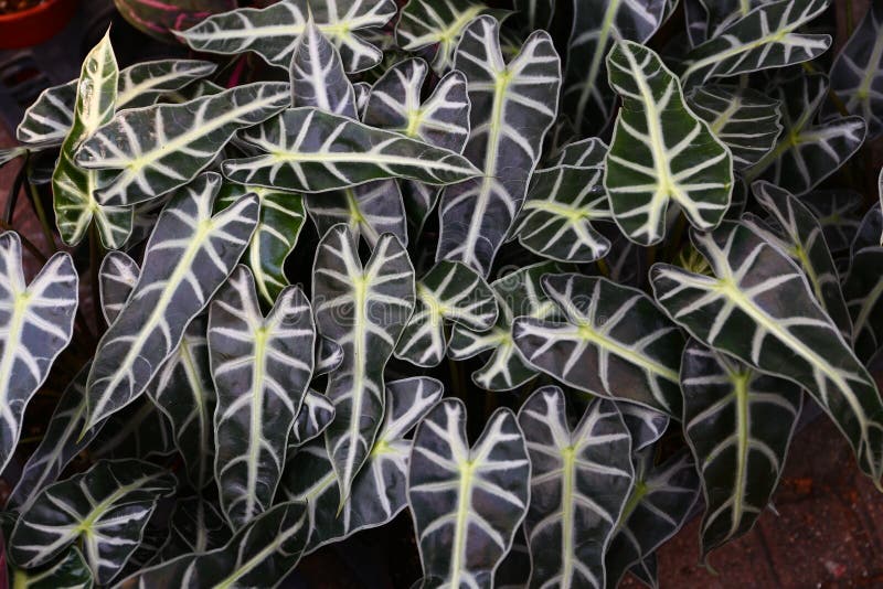 Kris Plani leaf stock image. Image of bull, candelabra - 81814955