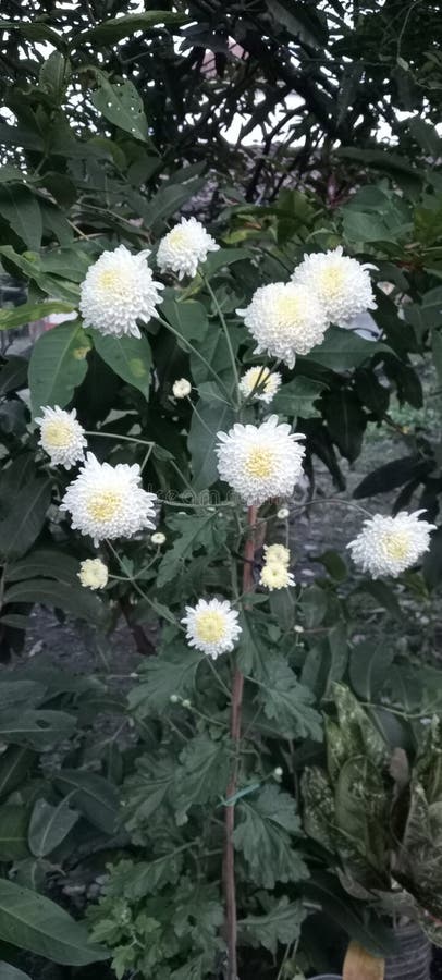 Ngawi Indonesia Stock Photos - Free & Royalty-Free Stock Photos from ...