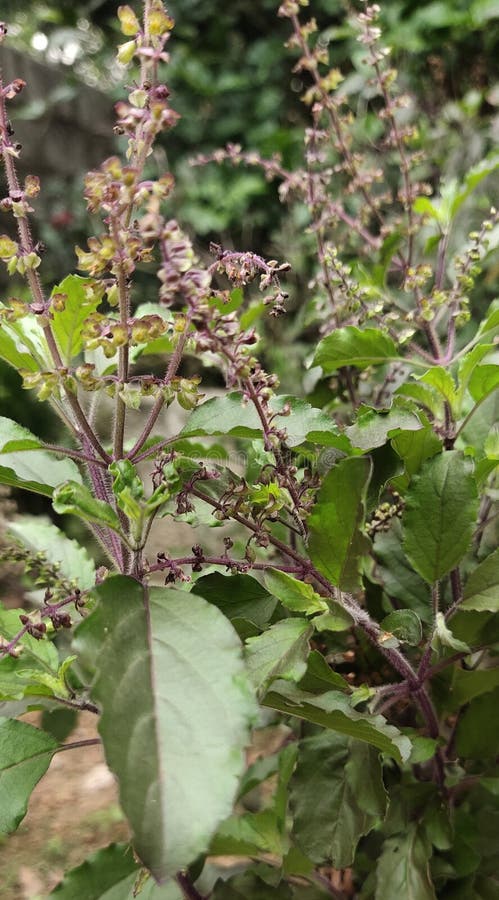 Krishna Tulsi (Black Holy Basil) Stock Photo - Image of leaves ...