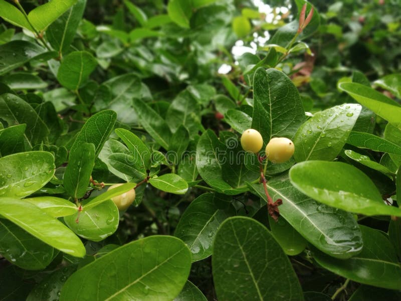 Kroda stock image. Image of plant, tree, beautiful, fruit - 122120305