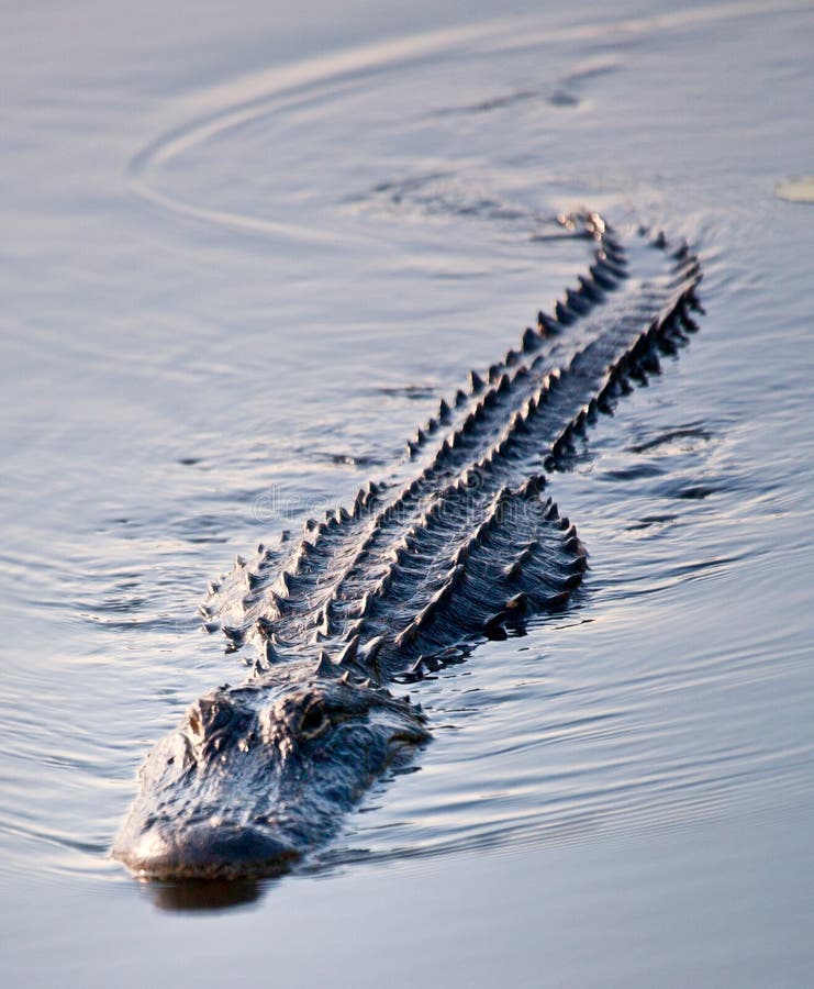 Krokodil, das 2 schwimmt stockbild. Bild von jäger, anpirschen - 23178923