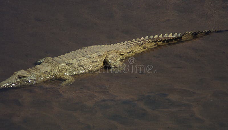 Krokodil in De Loop Van De Rivier Stock Afbeelding - Image of ...