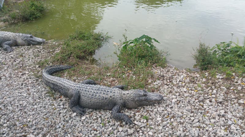 Krokodil in Der Sumpfgebiete Florida-Stadt Stockbild - Bild von fauna ...