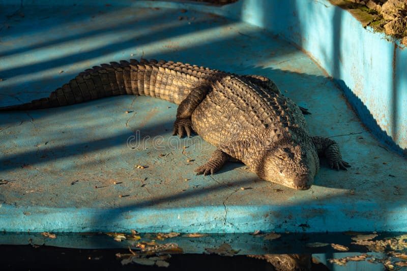 Krokodil onder water stock afbeelding. Afbeelding bestaande uit gator - 379463