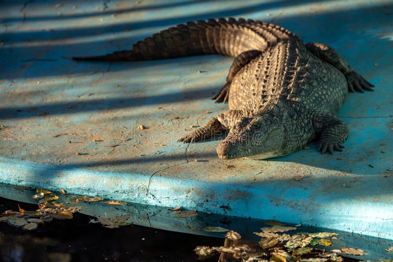 Krokodil onder water stock afbeelding. Afbeelding bestaande uit gator - 379463