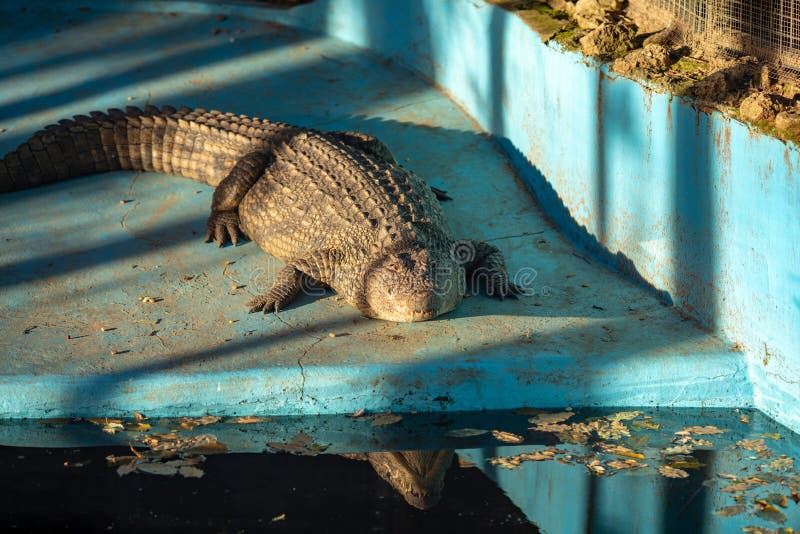 Krokodil onder water stock afbeelding. Afbeelding bestaande uit gator - 379463