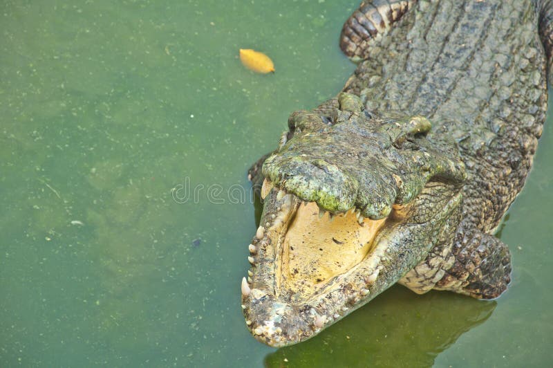 Krokodil Die Op De Prooi Wacht Stock Foto - Image of aquatisch, kaken ...