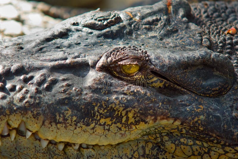 EEN Grote Krokodillen in Het Water Stock Foto - Image of vuil, ontdekking: 12874980