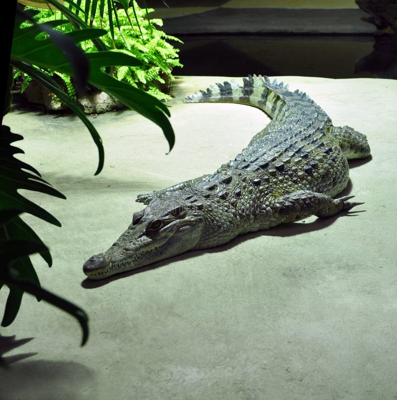 Krokodil in dierentuin stock foto. Image of hoektand - 22914840