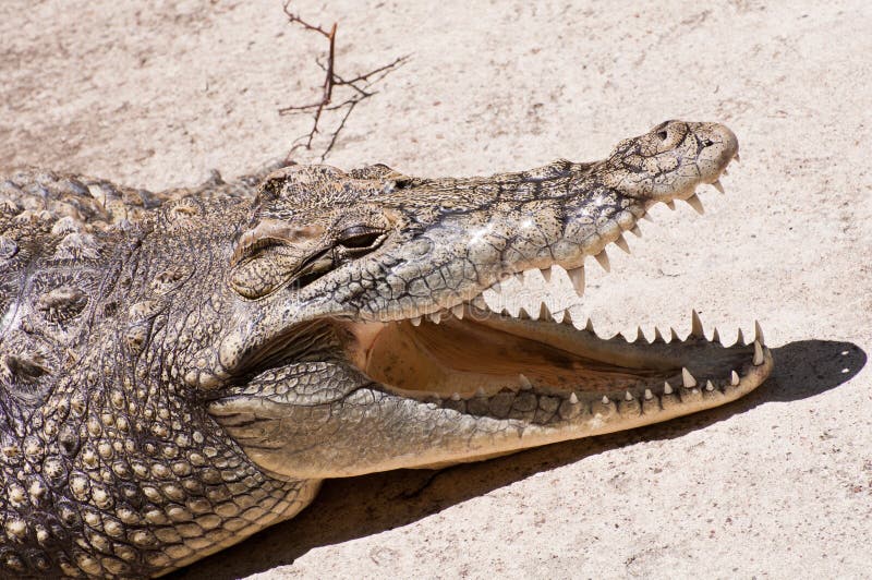 Nile Krokodil Huvud Av En Ung Afrikansk Krokodil I Vattnet ...