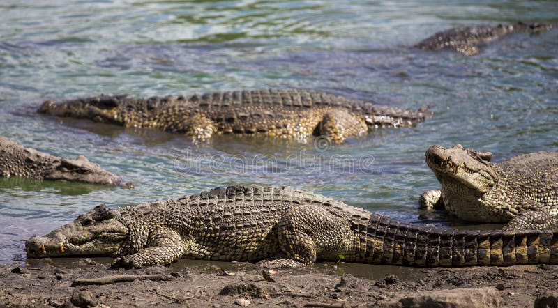 Krokodiler fotografering för bildbyråer. Bild av sjö - 45125603