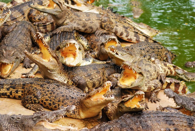 Krokodiler arkivfoto. Bild av djurliv, natur, alligator - 5970066