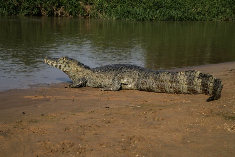 Krokodilkaiman, Kaiman Crocodilus Stockbild - Bild von sumpf, tier ...