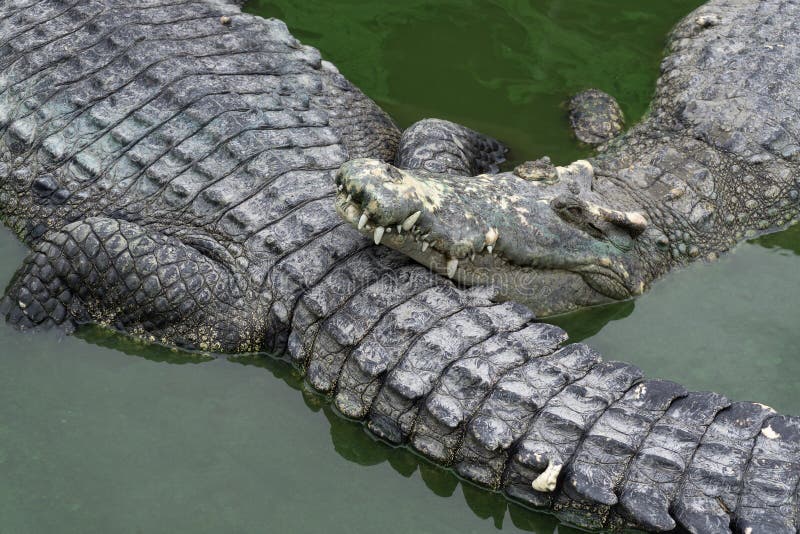 Hoofd Van Krokodil in Groen Slijm Stock Afbeelding - Image of carnivoor ...