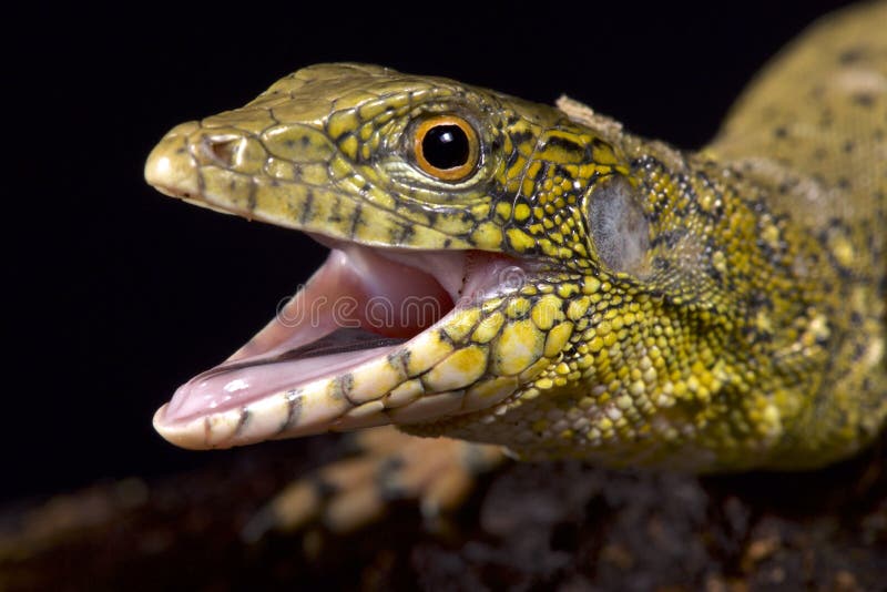 Krokodiltegu, Crocodilurus-amazonicus Stock Afbeelding - Image of ...