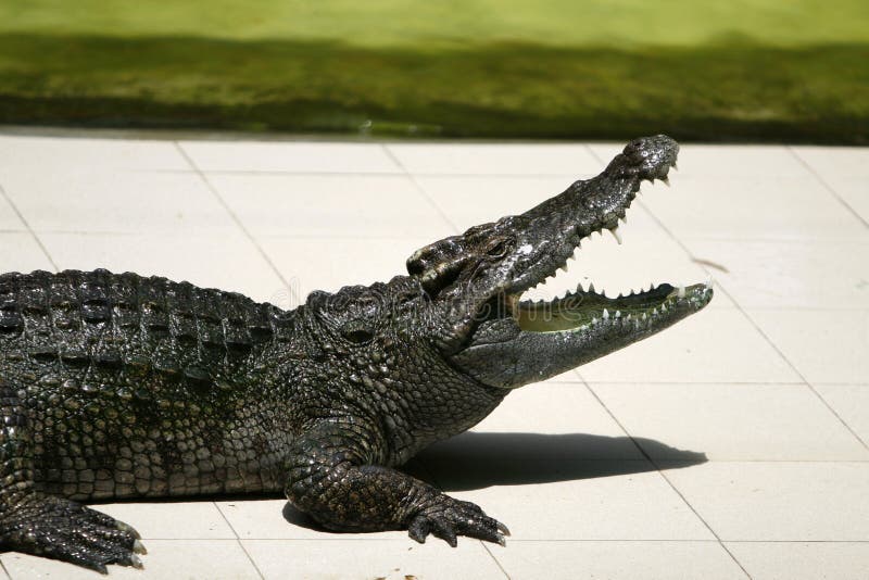 Krokodyla hindus obraz stock. Obraz złożonej z hindus - 15294341