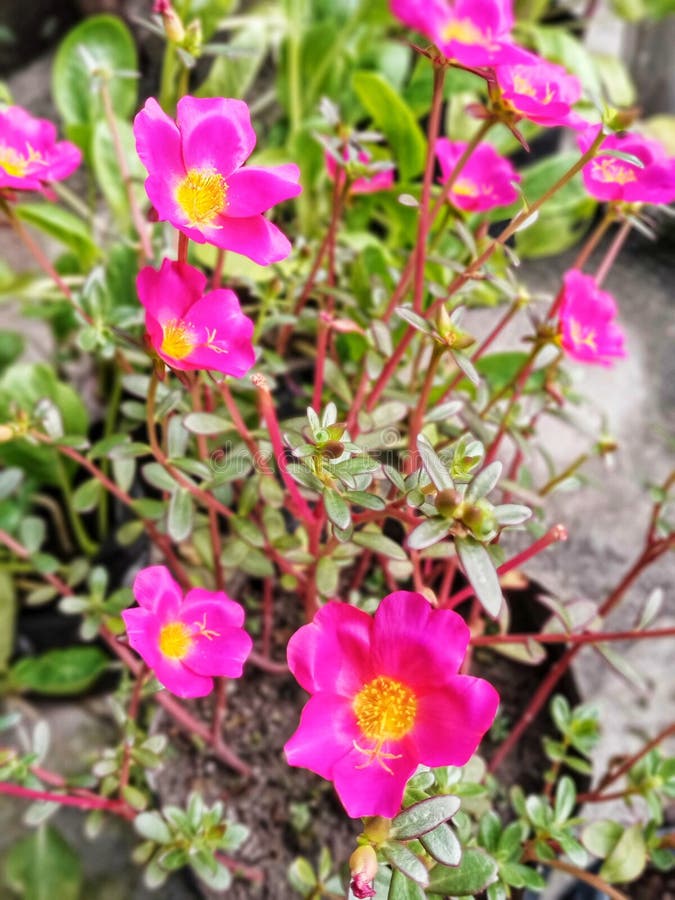 Krokot stock image. Image of cute, flower, sweety, krokot - 202677187