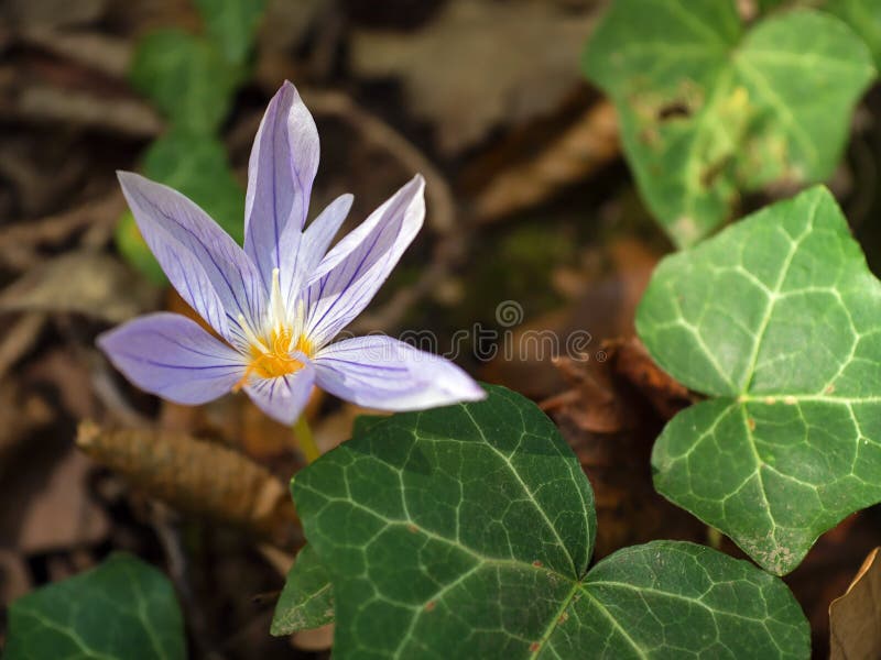 Krokus in Forest Ground Met Hedera-Bladeren Stock Afbeelding - Image of ...