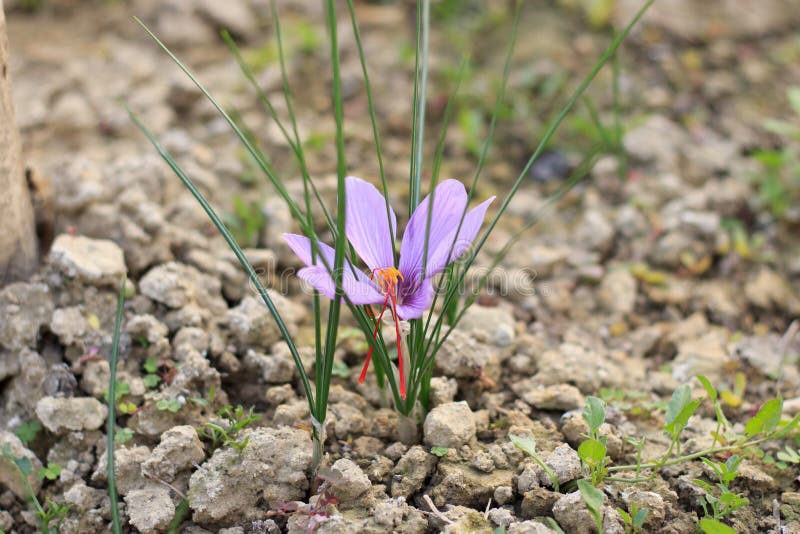 Krokus Sativus Bloem in De Tuin Stock Foto - Image of achtergrond ...