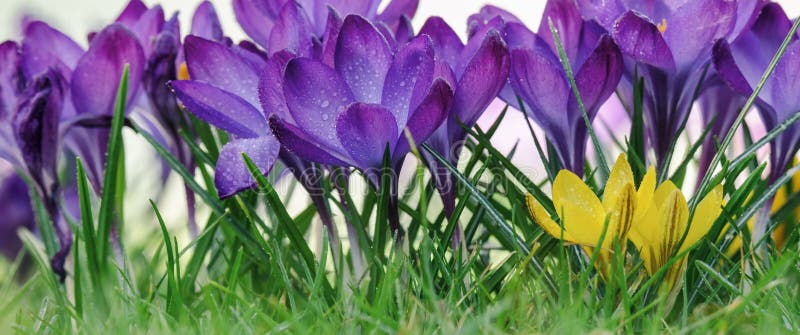 Krokussen stock foto. Image of decoratief, land, platteland - 114202800
