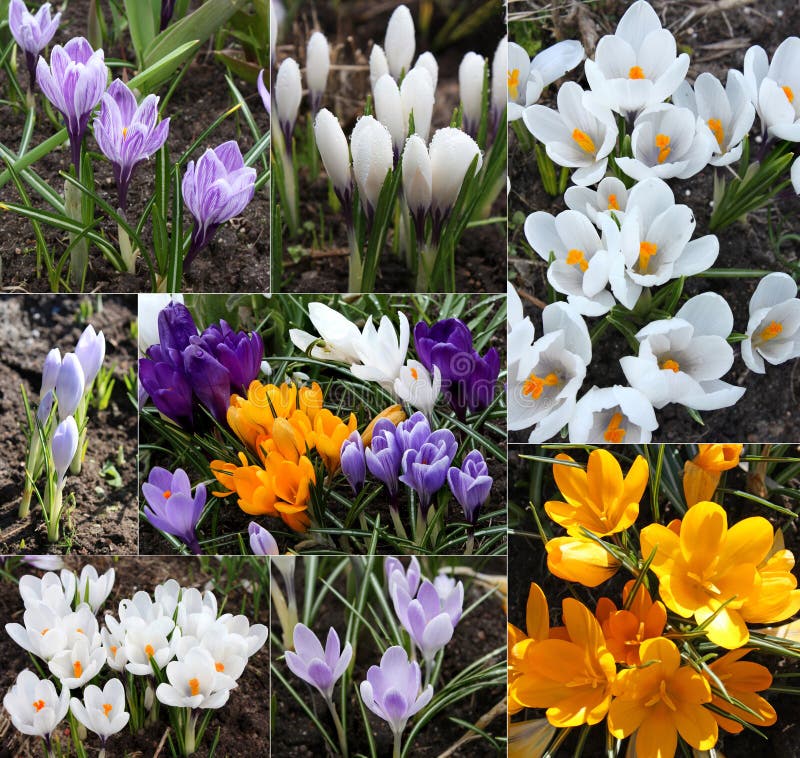 Krokussen stock foto. Image of zonne, bladeren, dauw - 14820906