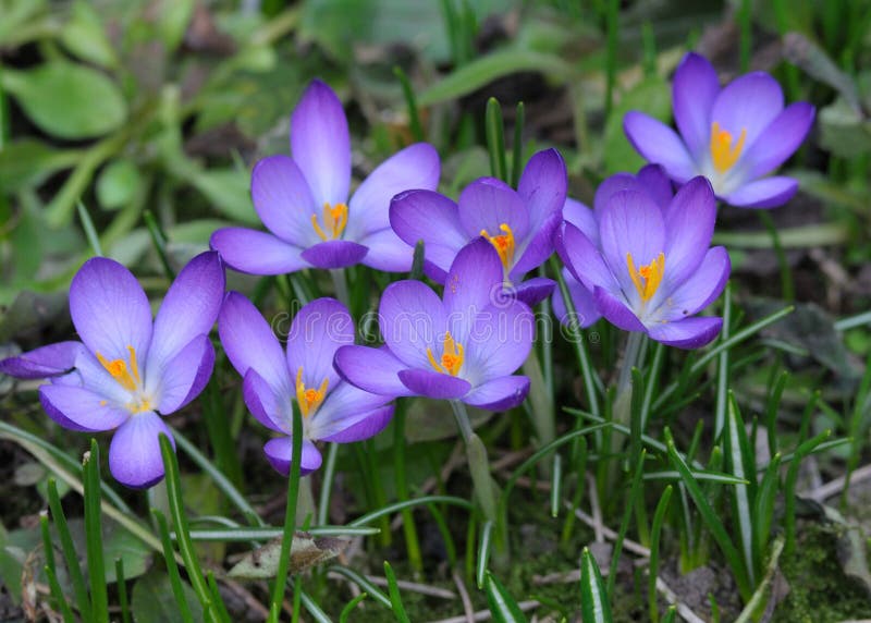 Krokussen stock afbeelding. Image of bloemen, krokus - 24082043