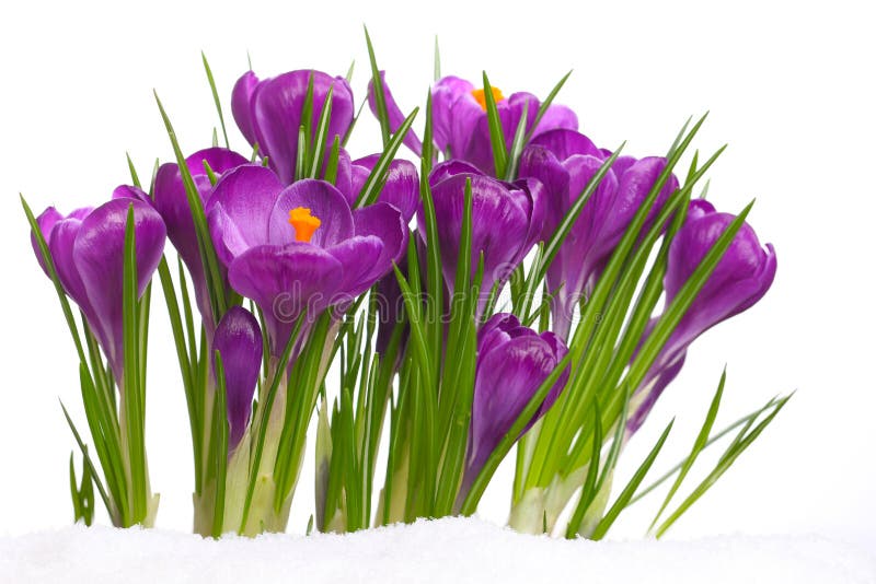Krokussen in sneeuw stock afbeelding. Afbeelding bestaande uit begin ...