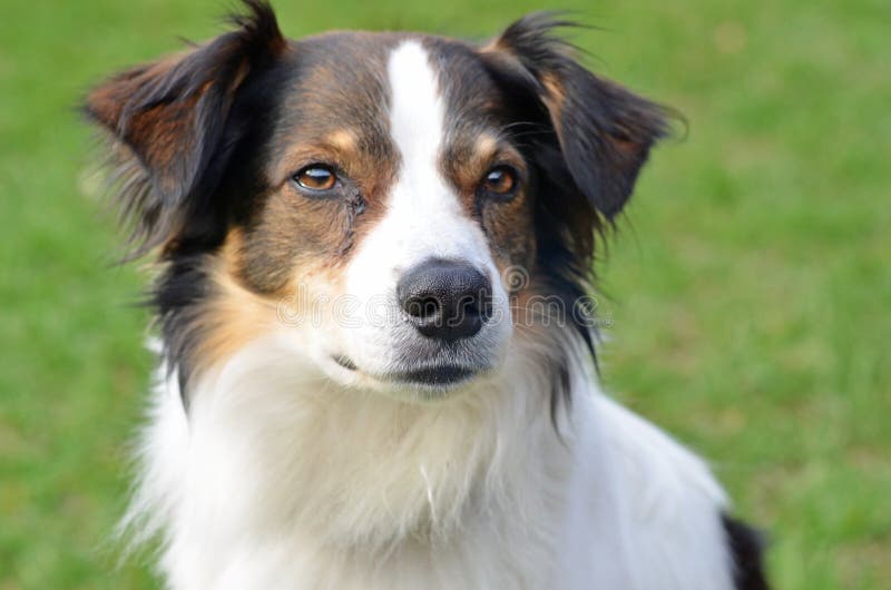 Krom dog stock image. Image of head, faithfull, house - 78332065