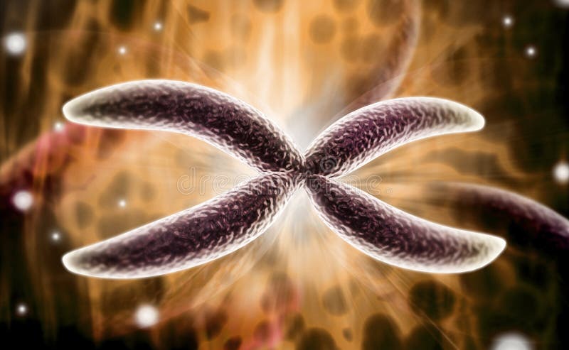 Paramecium är En Encellig Organism Med En Form Som Liknar En Skons ...