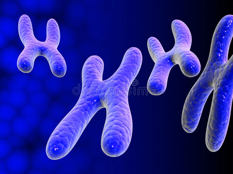 Kromosomer x stock illustrationer. Illustration av illustration - 5604588
