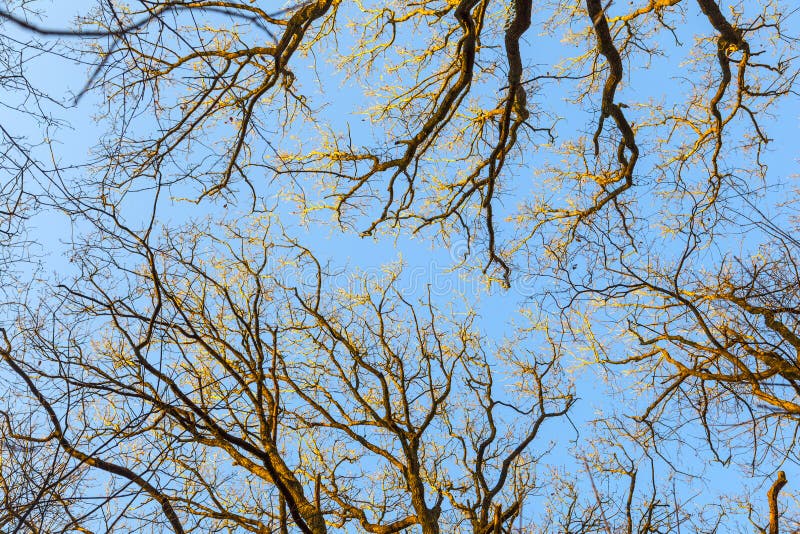 Kale Bomen Die in Het Water Nadenken Stock Foto - Image of hitte ...