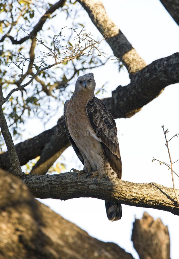 Kroonarend, African Crowned Eagle, Stephanoaetus Coronatus Stock Photo ...