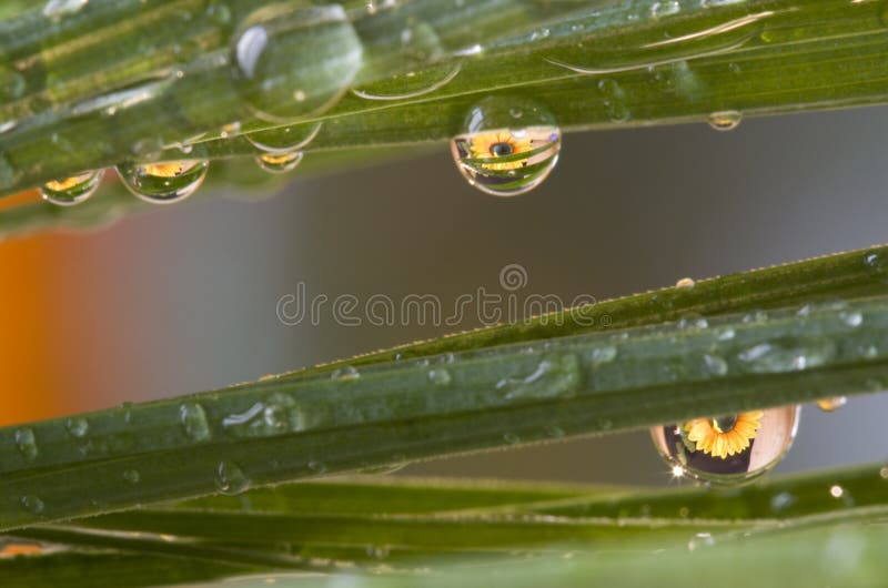 Kropla zdjęcie stock. Obraz złożonej z ostrze, ładny, błysk - 7337624