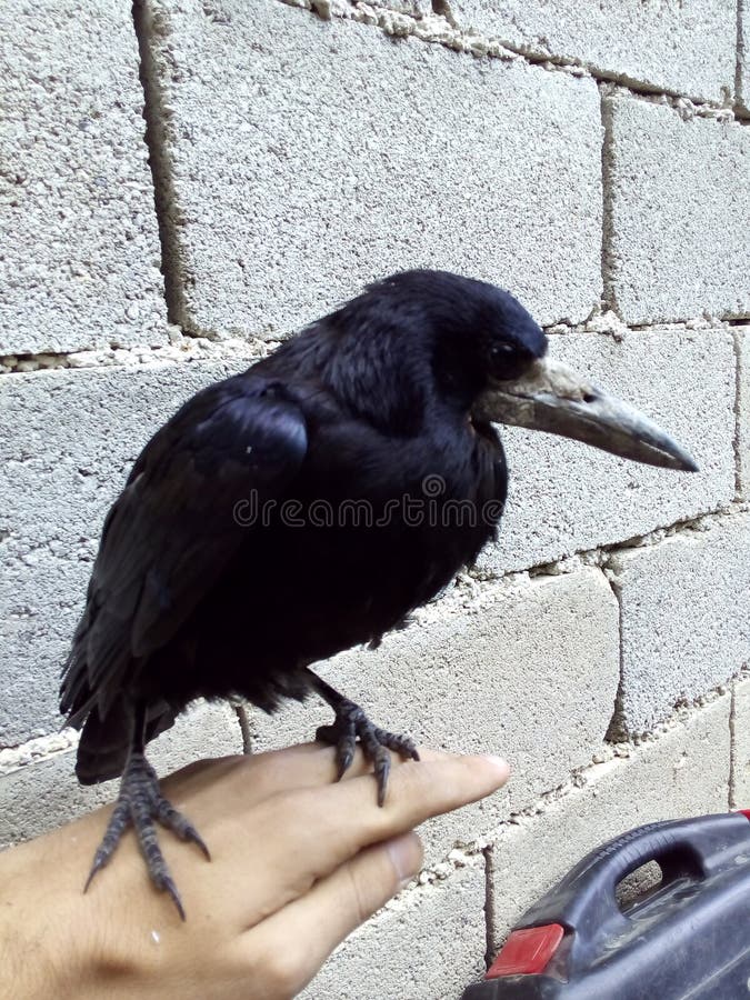 Krow stock image. Image of krow, home, nature, birds - 75869695